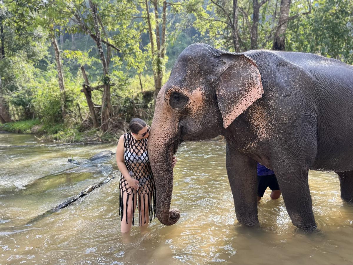 Chiang Mai Morning: Elephant Sanctuary & Waterfall Tour : Elephant ChiangMai Thailand Elephant ...
